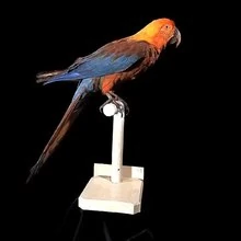 Cancelled Animal:St Croix Macaw (Ice Age Franchise) | New ideas by Matt ...