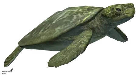 Toxochelys-LBT idea | New ideas by Matt Weaver Wiki | Fandom