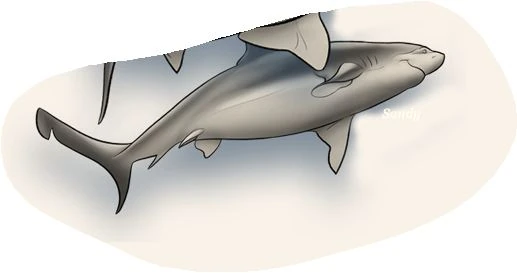 Sandy-shark wars | New ideas by Matt Weaver Wiki | Fandom