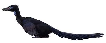 Urbacodon | New ideas by Matt Weaver Wiki | Fandom