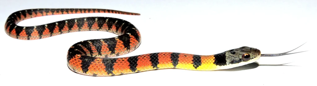 Fire-bellied snake drill-Wild Kratts new | New ideas by Matt Weaver ...