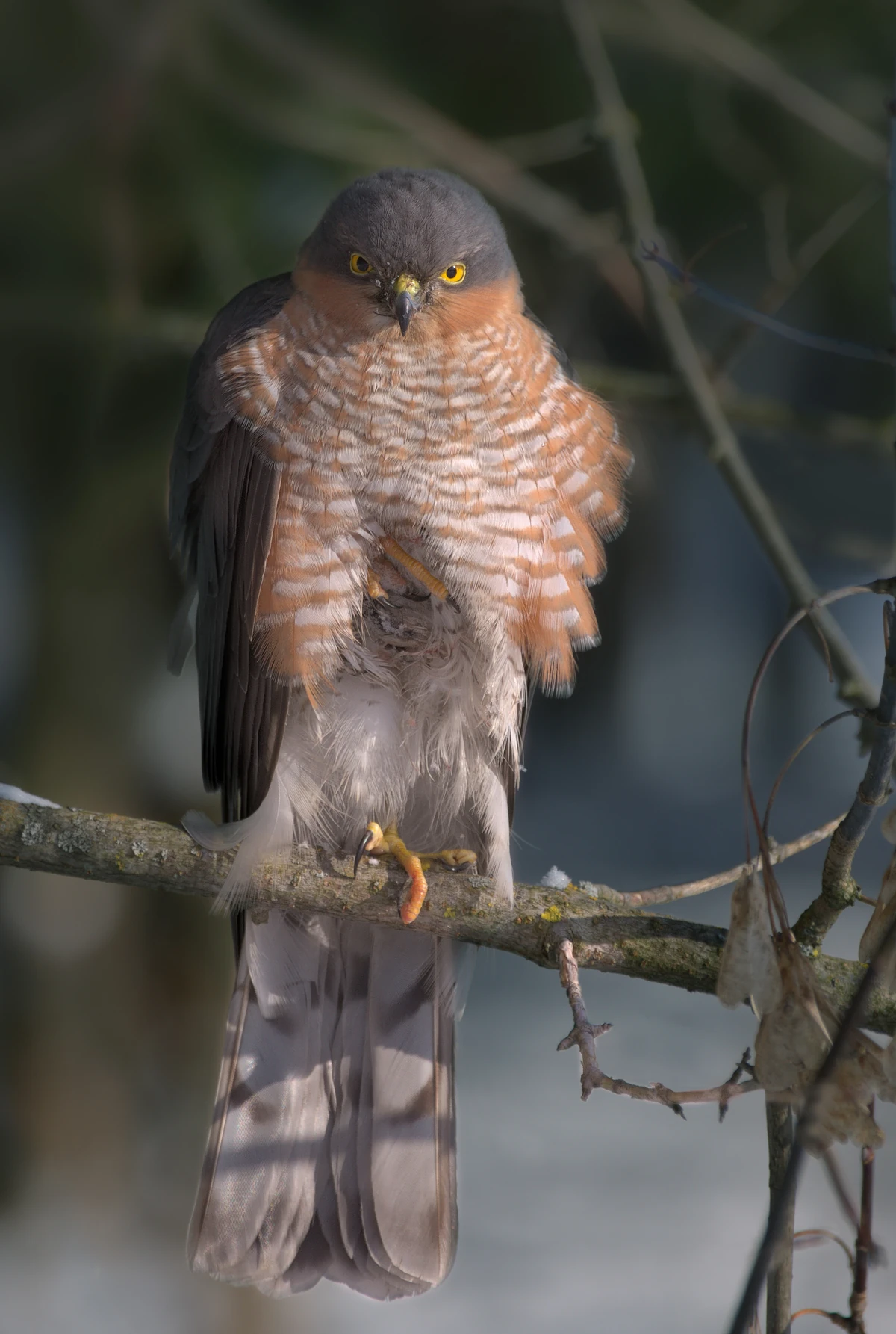 Eurasian sparrowhawk (64 zoo lane) | New ideas by Matt Weaver Wiki | Fandom