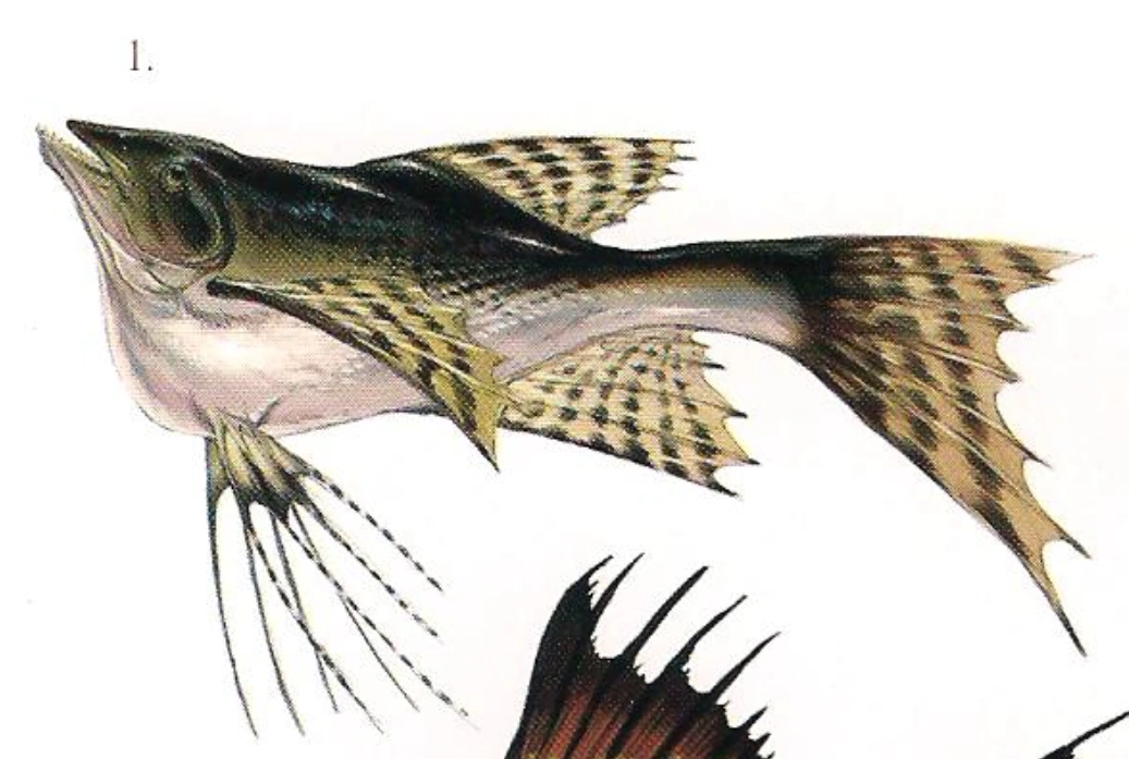 Sun-fin King Kong fish | New ideas by Matt Weaver Wiki | Fandom