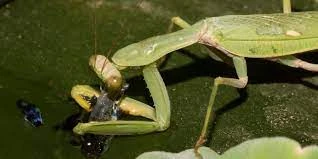 MANTIS = Amphibia = REPTILE TAKE | New ideas by Matt Weaver Wiki | Fandom