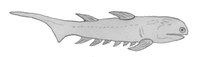 Jurassic Kratts-stuck on spiny sharks | New ideas by Matt Weaver Wiki ...