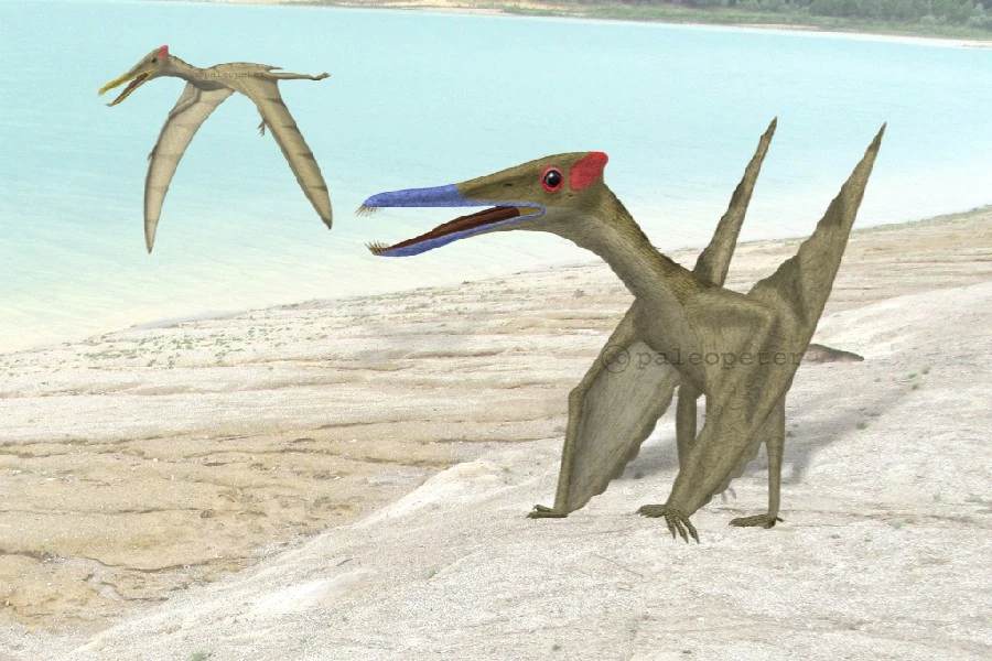 Germanodactylus & Gallodactylus-Wild kratts prehistoric | New ideas by ...