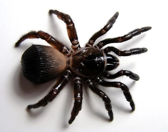 Webster-battle bugs | New ideas by Matt Weaver Wiki | Fandom