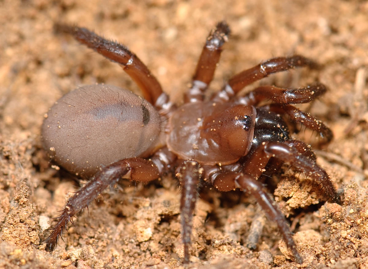 Webster-battle bugs | New ideas by Matt Weaver Wiki | Fandom