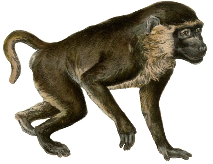 BABOONS OCS = HORTON BOOKS | New ideas by Matt Weaver Wiki | Fandom