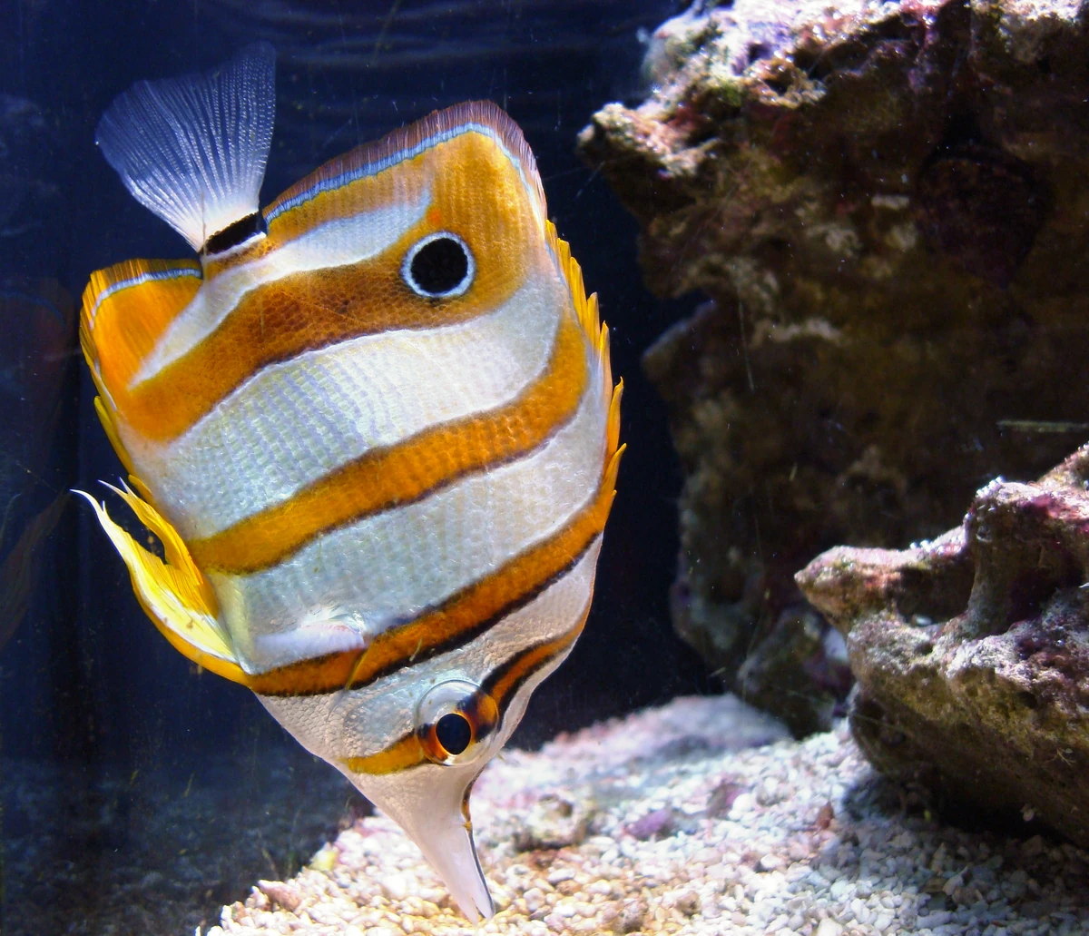 Butterflyfish frolic fest-wild kratts | New ideas by Matt Weaver Wiki ...