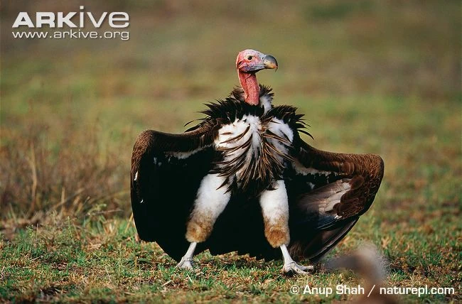 AFRICAN CONDORS = AFRICAN JUNGLE BOOK | New ideas by Matt Weaver Wiki ...
