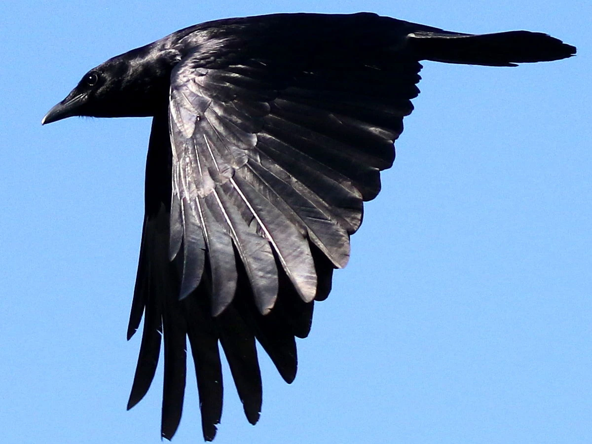 Fish crow-bird | New ideas by Matt Weaver Wiki | Fandom
