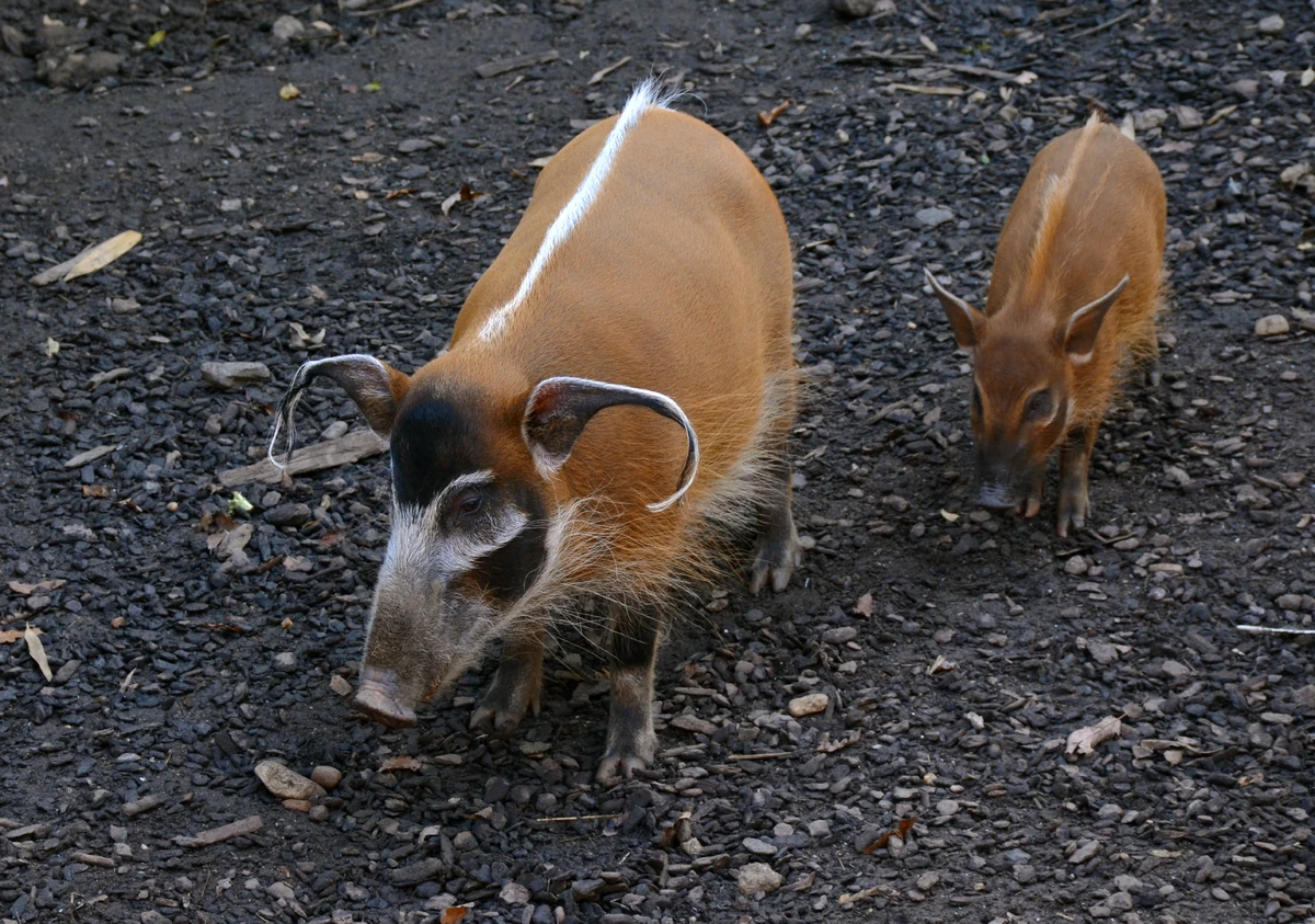 Red river hog | New ideas by Matt Weaver Wiki | Fandom