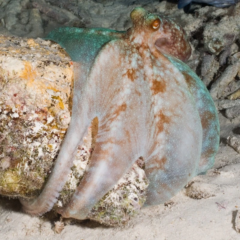 Caribbean reef octopus-Zoboomafoo and you preview | New ideas by Matt ...