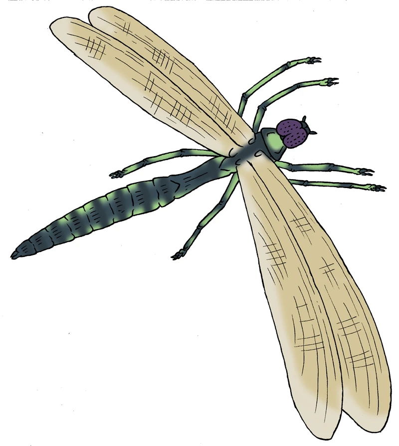 Roc-fly: The New World of kong | New ideas by Matt Weaver Wiki | Fandom