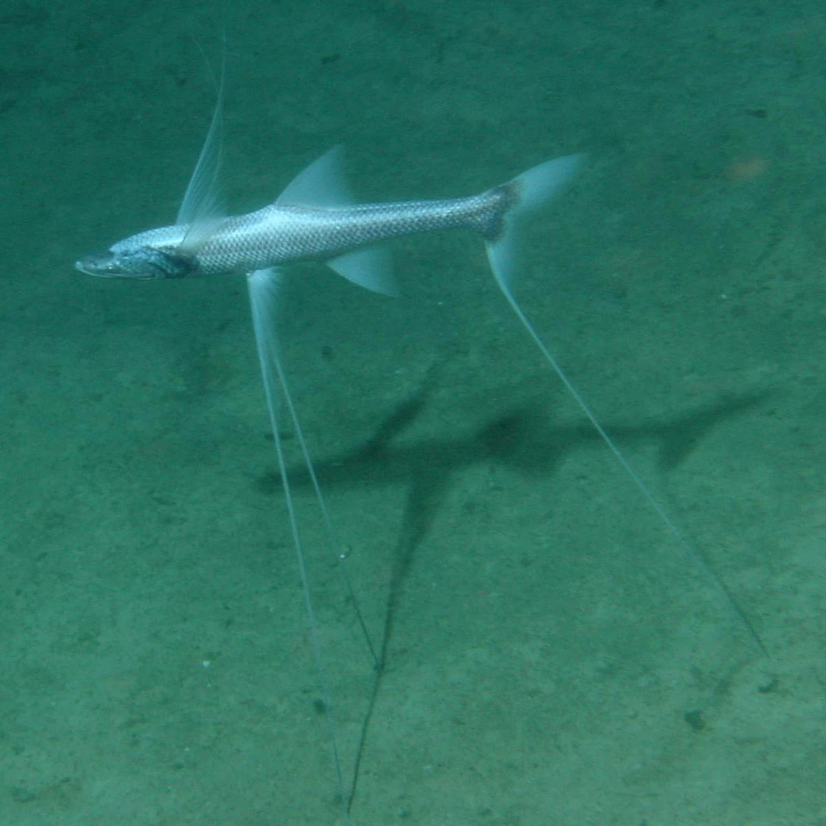 Tripod fish-for the Little Merfox series | New ideas by Matt Weaver ...