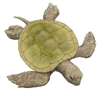 Jurassic kratts-Ancient sea turtles | New ideas by Matt Weaver Wiki ...