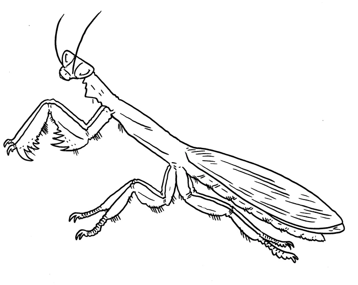 Scar isle reed mantis | New ideas by Matt Weaver Wiki | Fandom
