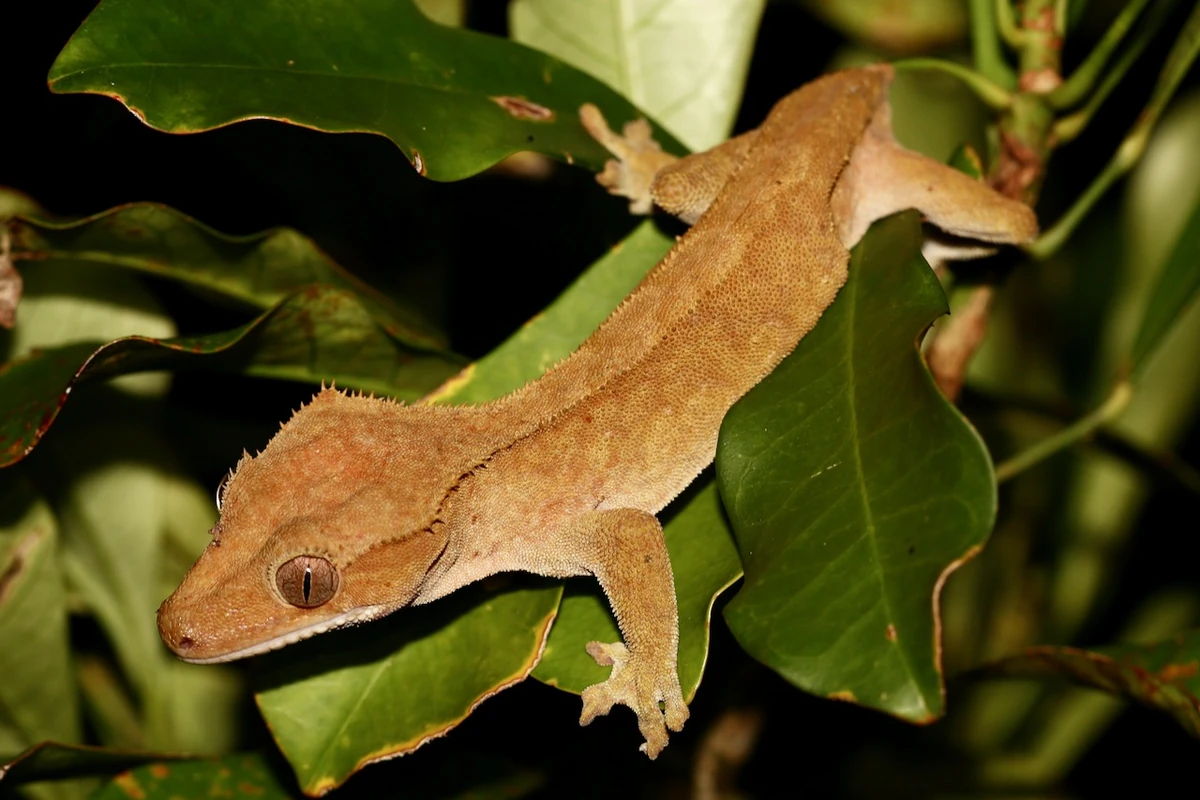 Crested Gecko (64 Zoo Lane) | New ideas by Matt Weaver Wiki | Fandom