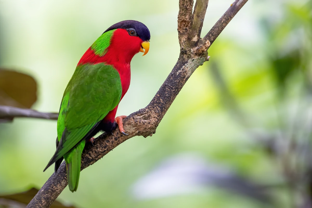 Collared lory | New ideas by Matt Weaver Wiki | Fandom