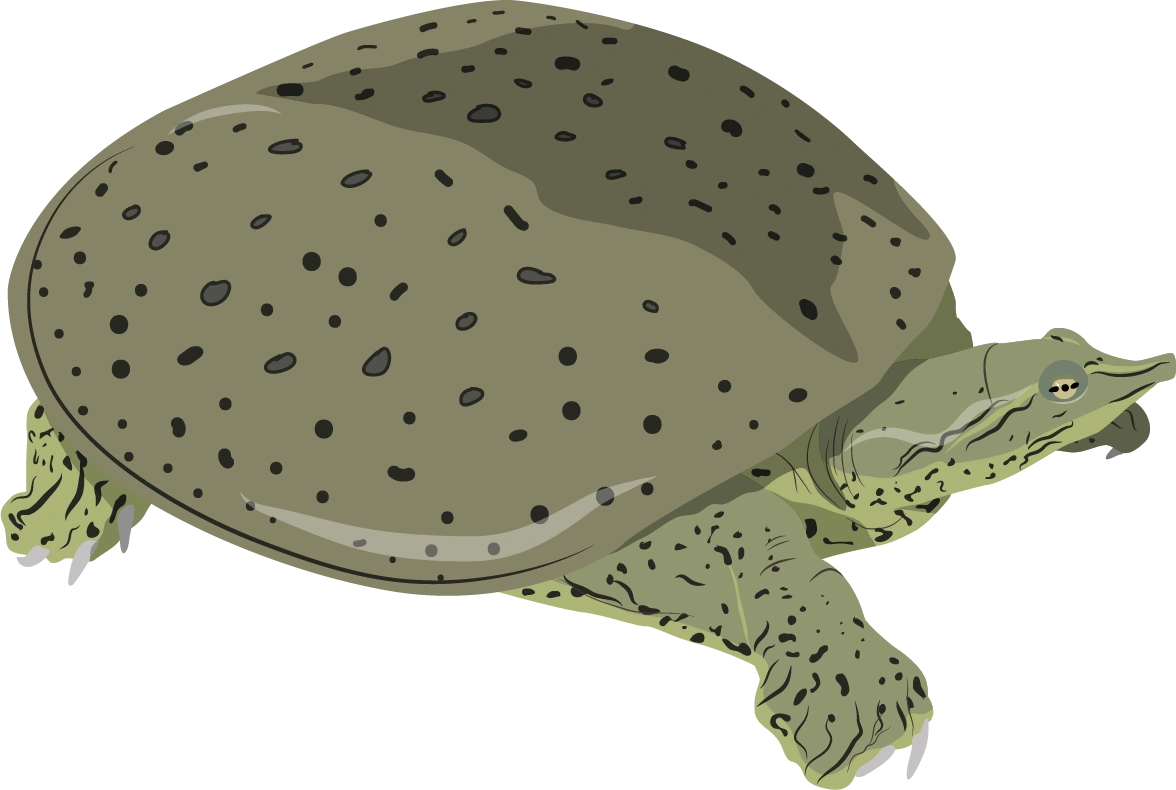 Who could it be: softshell turtle version-zoboomafoo and you | New ...