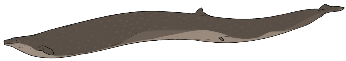 Basilosaurus | New ideas by Matt Weaver Wiki | Fandom