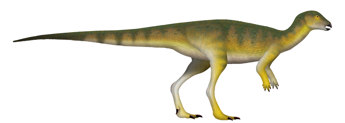 Ampelognathus New Ideas By Matt Weaver Wiki Fandom