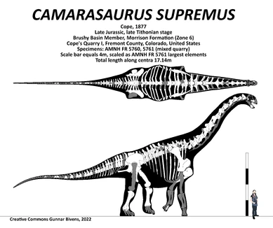 Camarasaurus | New ideas by Matt Weaver Wiki | Fandom