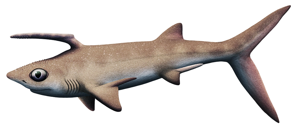 Falcatus | New ideas by Matt Weaver Wiki | Fandom