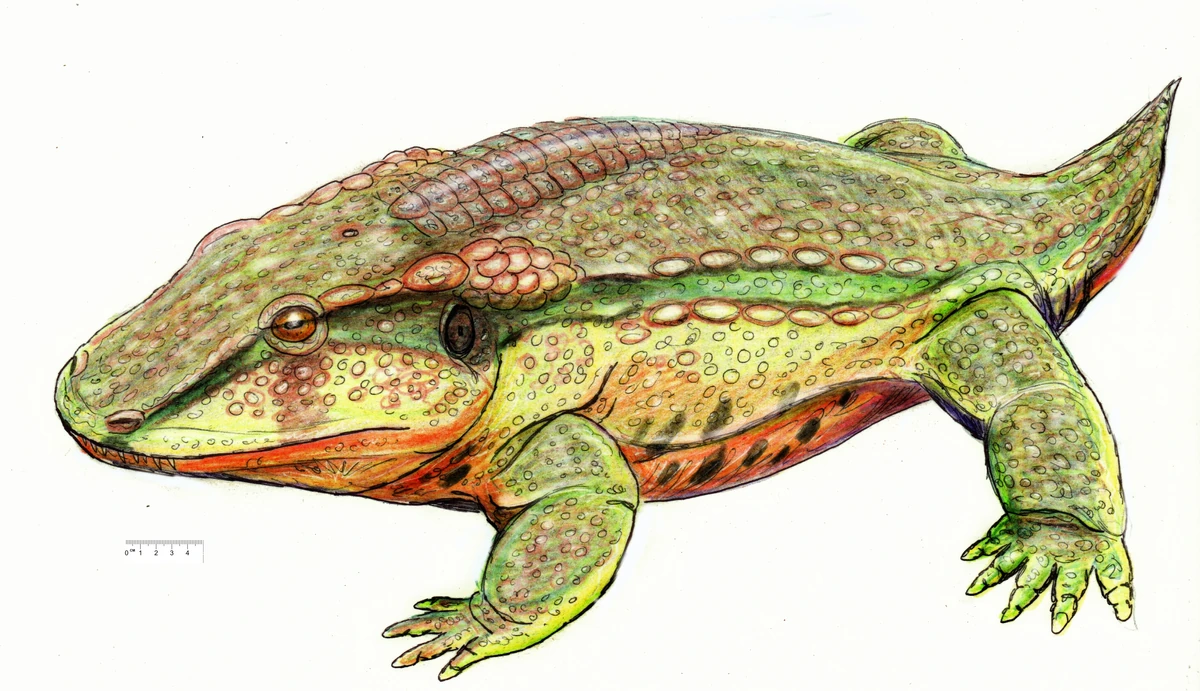 Anakamacops | New ideas by Matt Weaver Wiki | Fandom