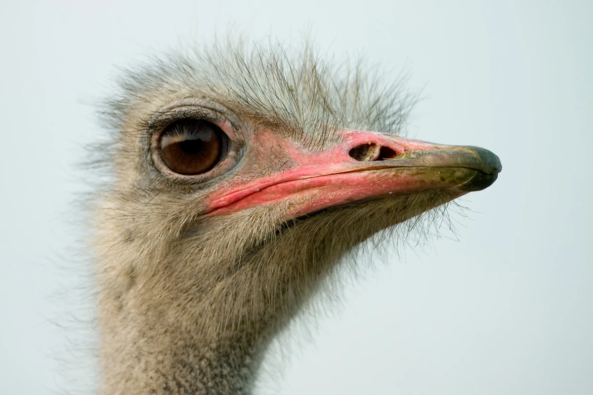 The Common Ostrich King | New ideas by Matt Weaver Wiki | Fandom