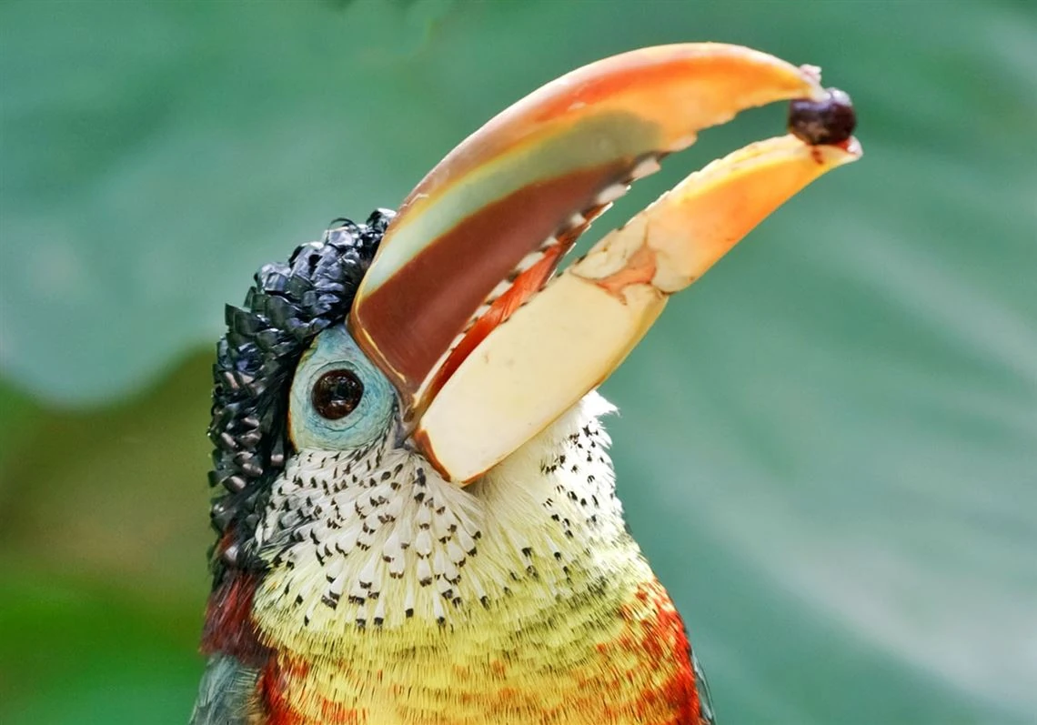 Crested Toucan-Ice Age Animals (Animal Planet Kids Documentary) | New ...