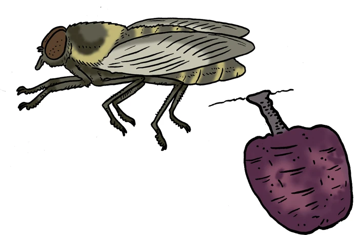 Berry worm fly-The New World of kong | New ideas by Matt Weaver Wiki ...