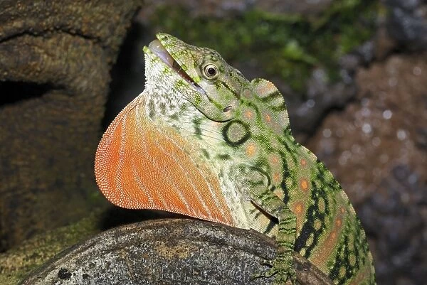 Annie Anole Splash And Bubbles Amazon New Ideas By Matt Weaver Wiki