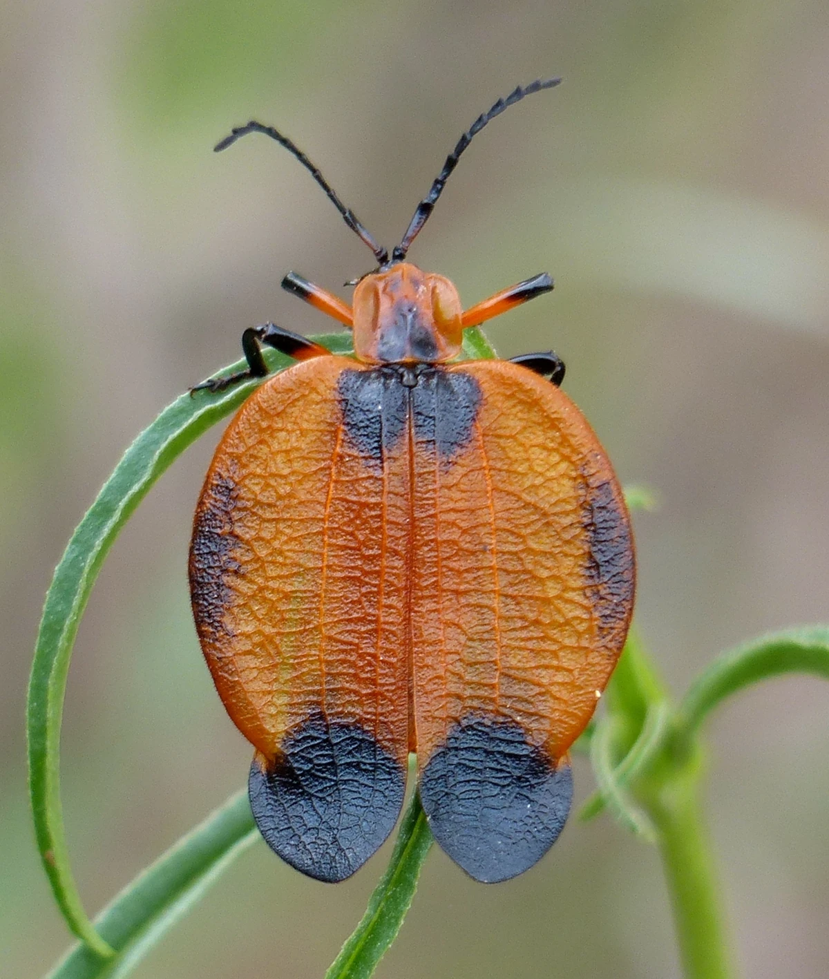 Tailed net-winged beetle | New ideas by Matt Weaver Wiki | Fandom