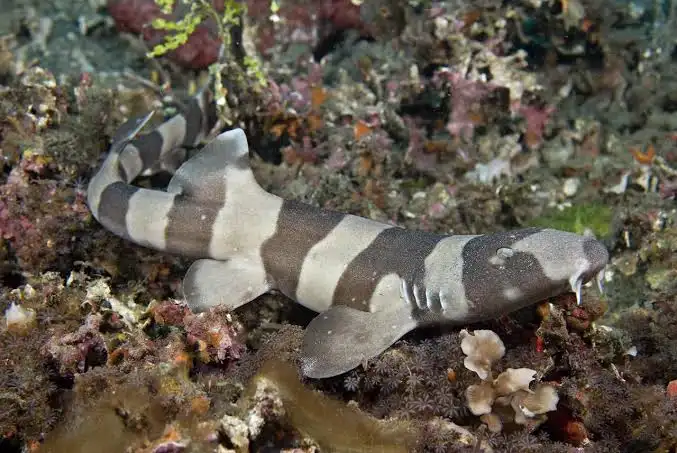 Splash and bubbles new episode-The Bamboo shark legend | New ideas by ...