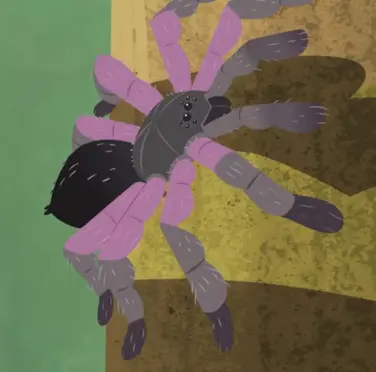 Purple spiders-wild kratts | New ideas by Matt Weaver Wiki | Fandom