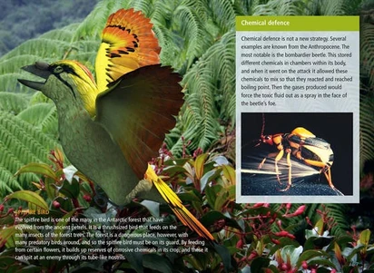 Spitfire bird | New ideas by Matt Weaver Wiki | Fandom