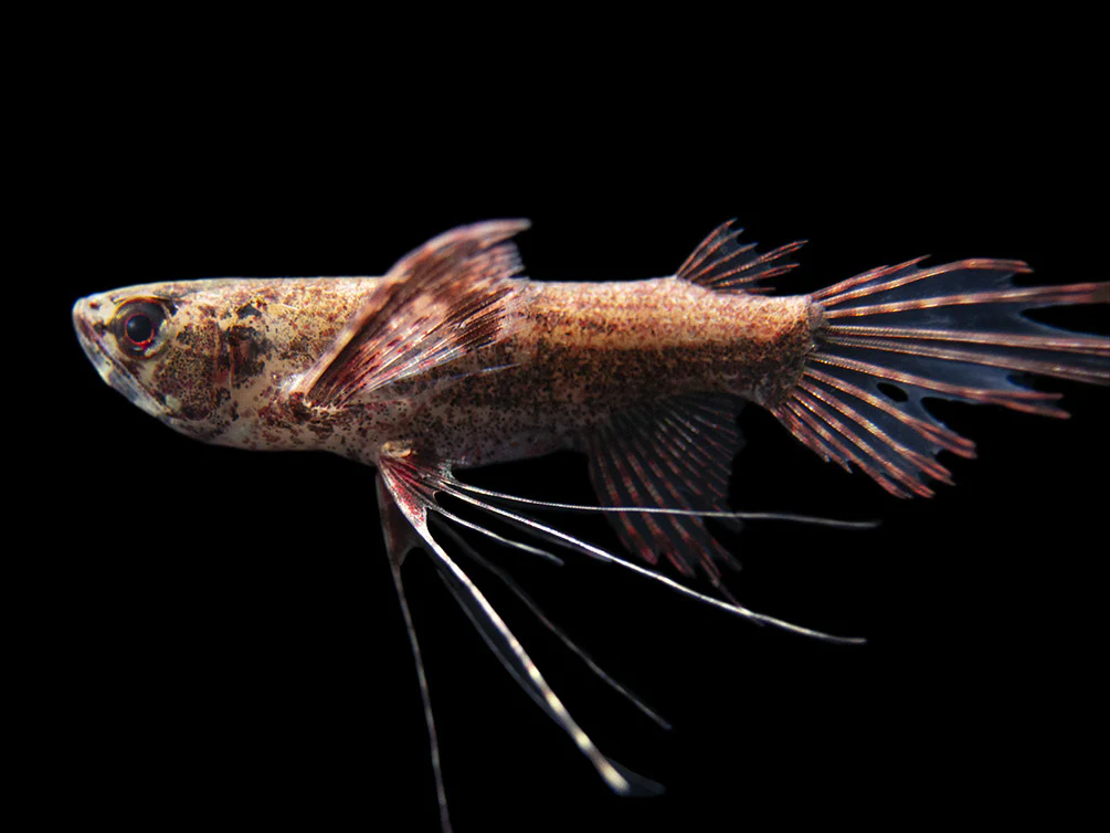 Moon-fin: Scar Isle Fish | New ideas by Matt Weaver Wiki | Fandom