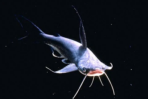 Gafftopsail Catfish | New ideas by Matt Weaver Wiki | Fandom