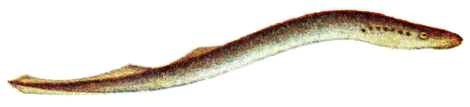 Wild kratts-lamprey power suction | New ideas by Matt Weaver Wiki | Fandom