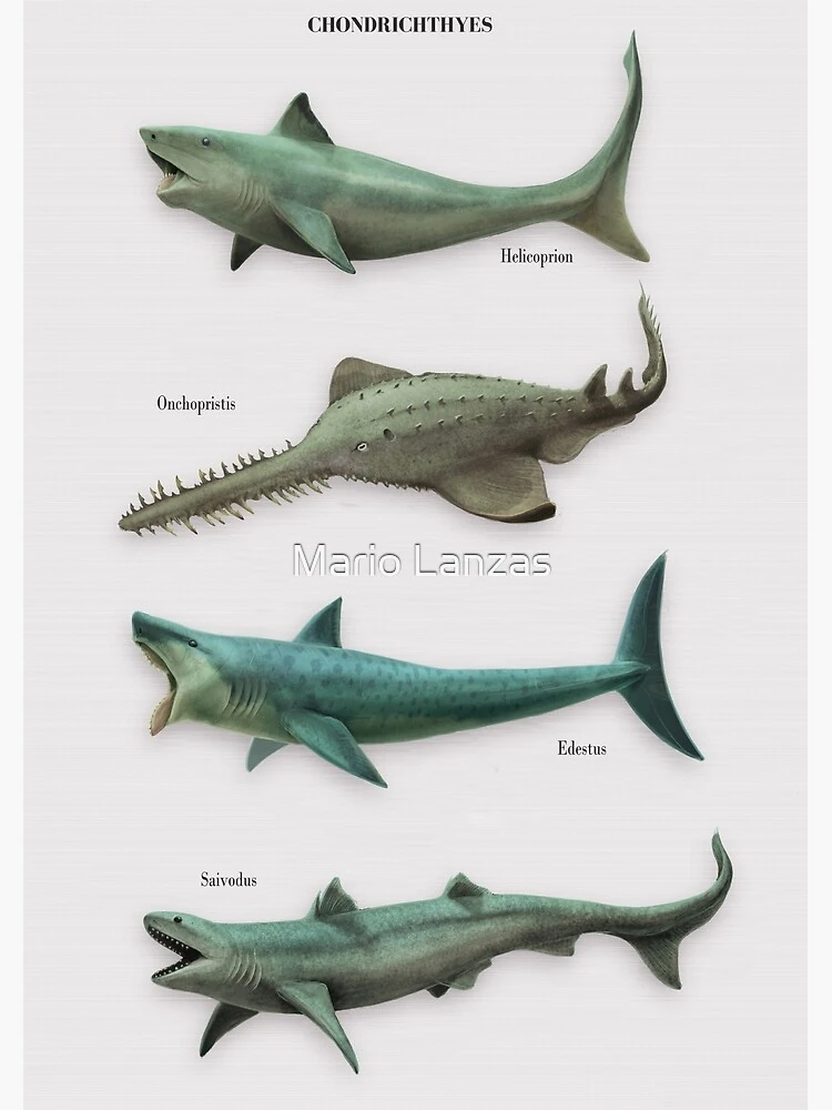 Sharks-past and present-jurassic kratts sea adventures | New ideas by ...