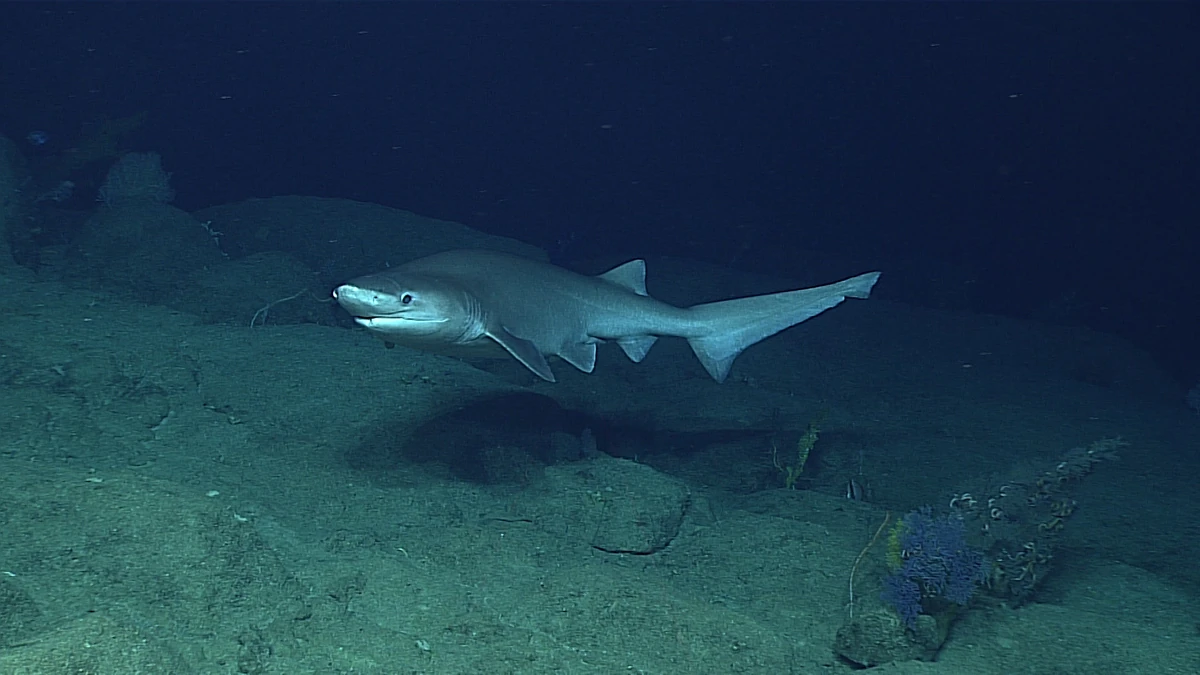 Six-gill shark | New ideas by Matt Weaver Wiki | Fandom