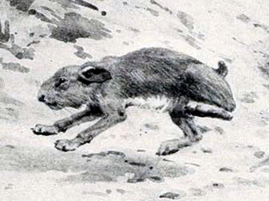 World of kong-giant rabbit | New ideas by Matt Weaver Wiki | Fandom