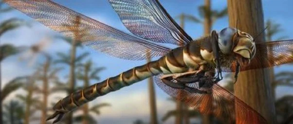 Scar Isle griffinfly 01 | New ideas by Matt Weaver Wiki | Fandom