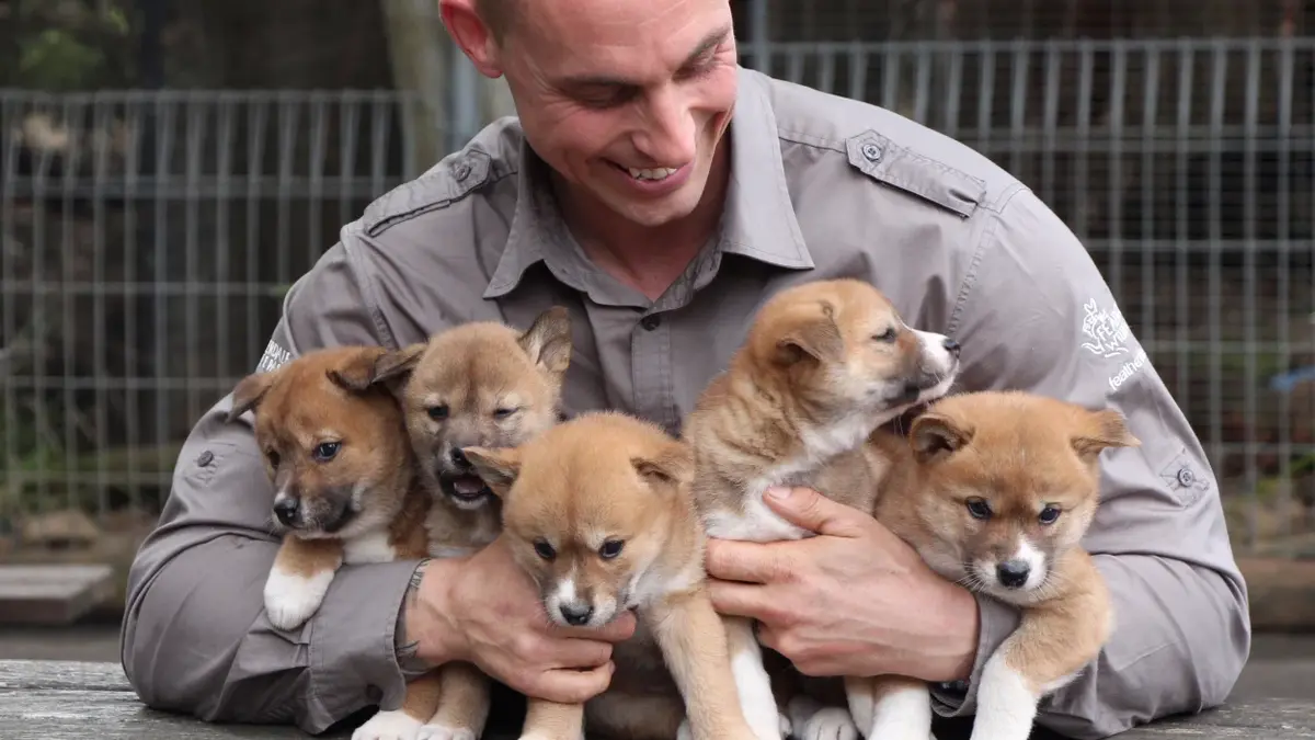 DingoS = South American Age | New ideas by Matt Weaver Wiki | Fandom