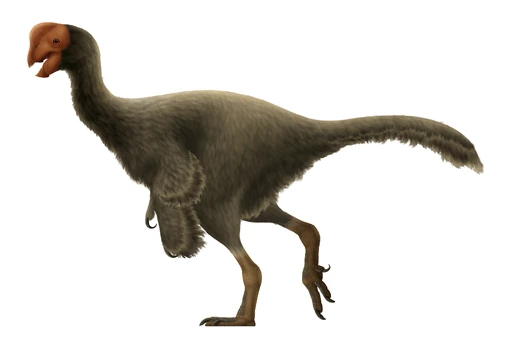 Octonauts dinosaur adventures-Oviraptor | New ideas by Matt Weaver Wiki ...