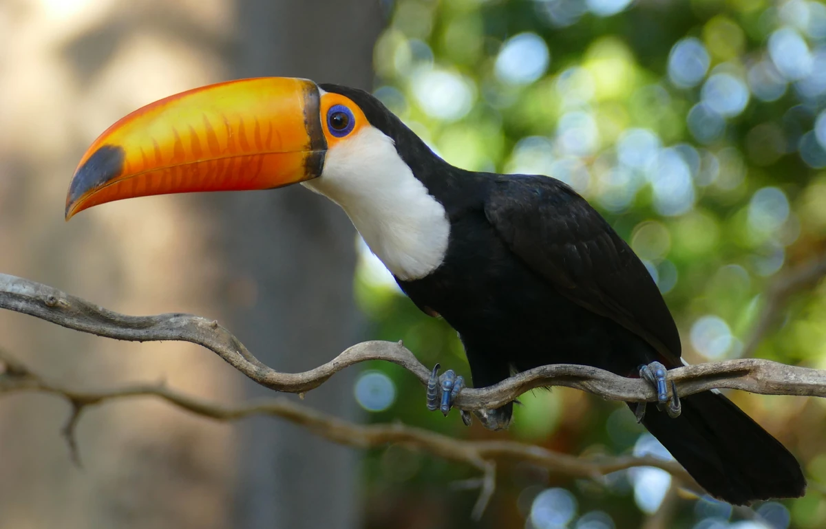 Tommy Toucan-splash and bubbles amazon | New ideas by Matt Weaver Wiki ...