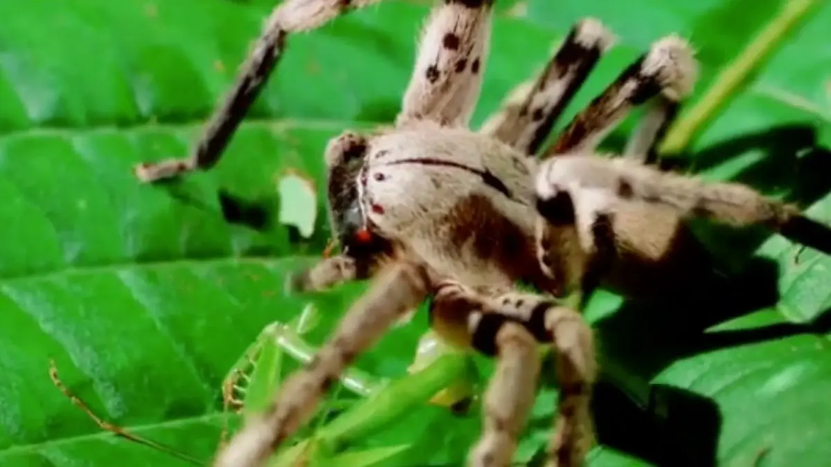 Bronzed huntsman spider-monster bug wars | New ideas by Matt Weaver ...