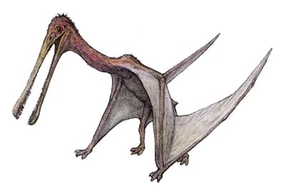 Ctenochasma | New ideas by Matt Weaver Wiki | Fandom